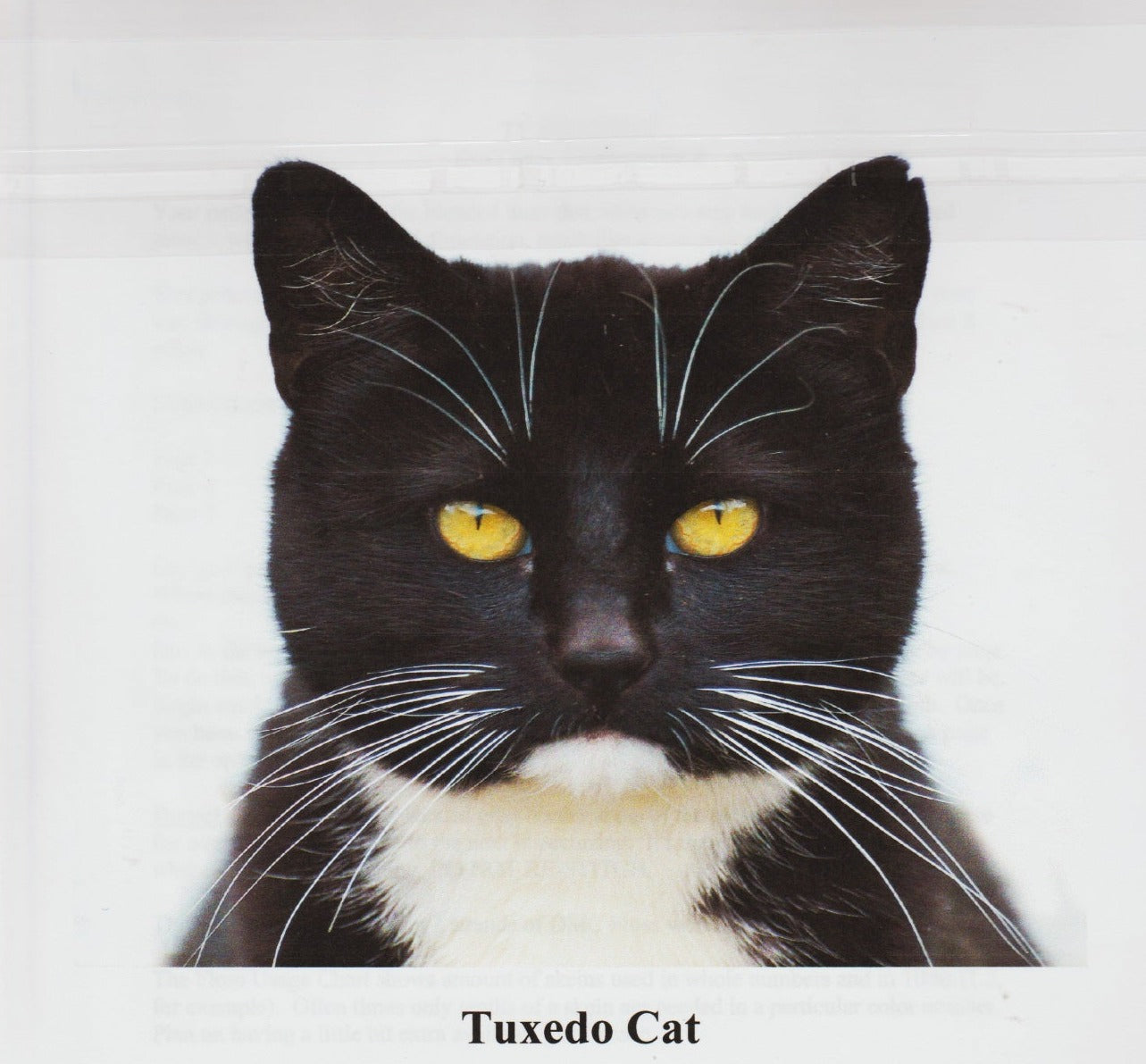 Tuxedo Cat pattern – Sandra's Stitch Stash